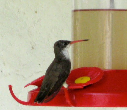 Mexico Daily Living: Flossie, The Hummingbird Lady