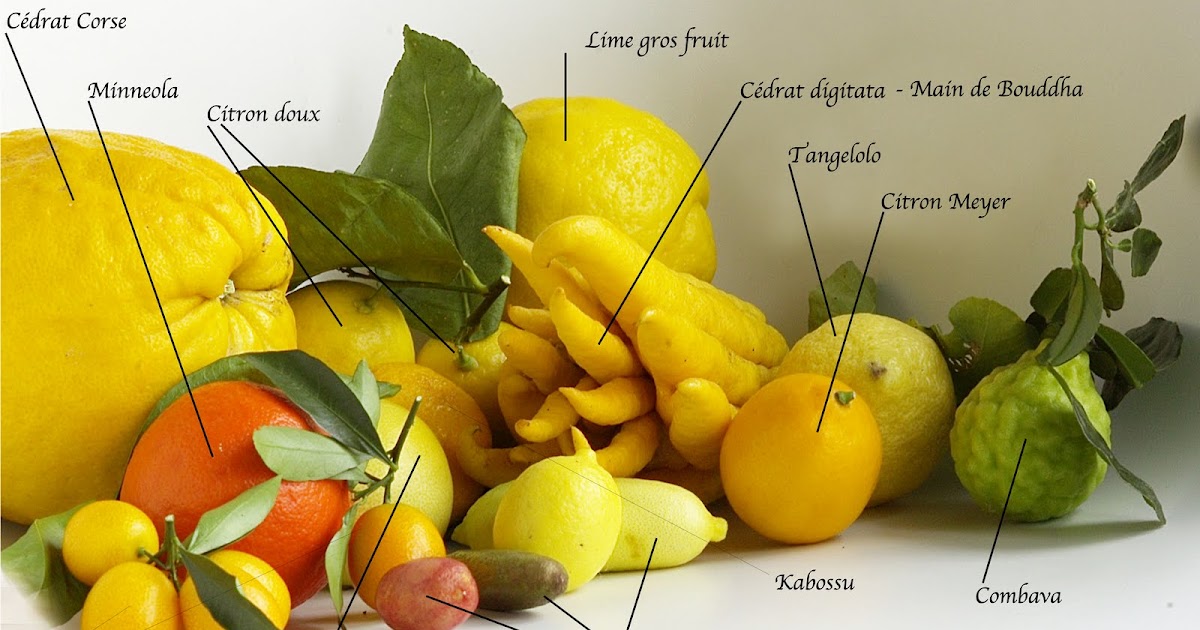 FOOD INTELLIGENCE: Connaissez-vous les agrumes