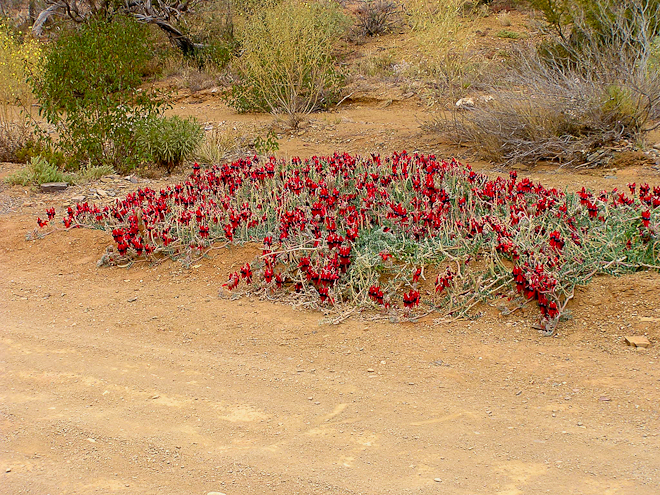 MMPhoto: Outback Australia in Bloom