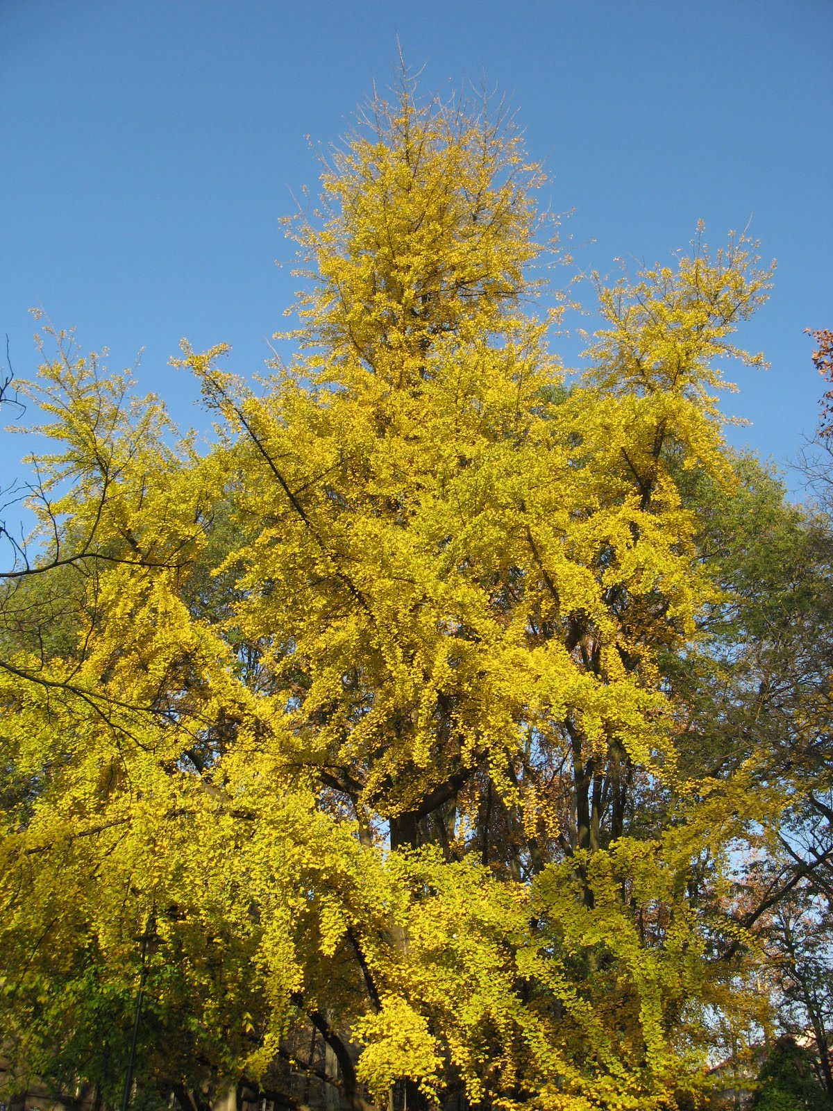 GINKGO FOTO GALLERY •: • FOTO GALERIJA - Sve ostale lokacije - 5 •