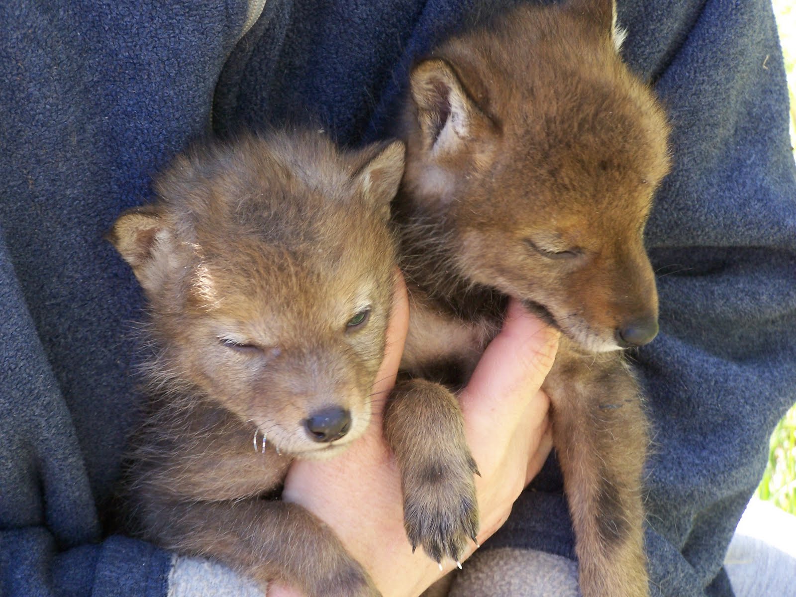 The Laughing Raccoon: The coyote pups move on.