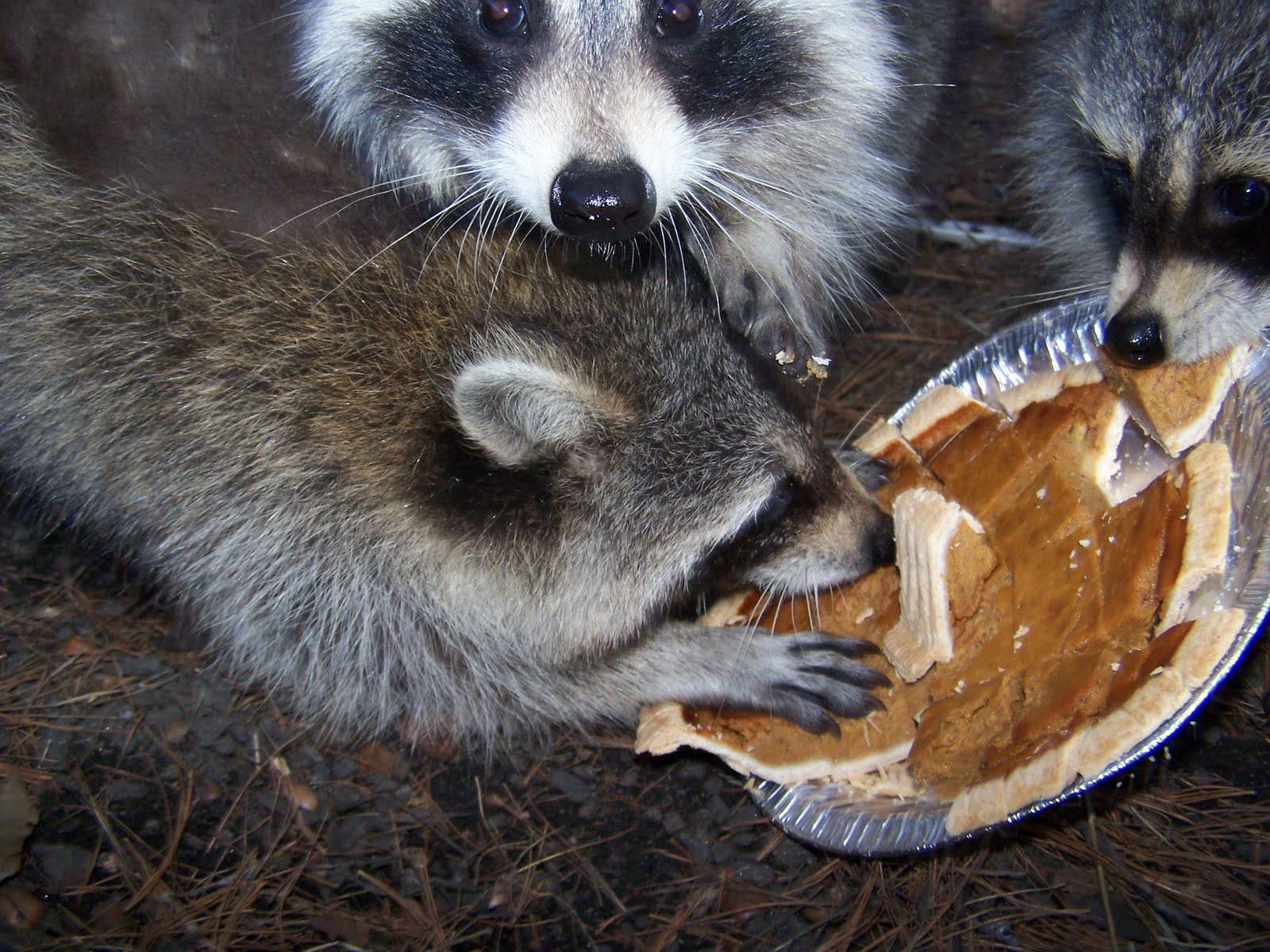 The Laughing Raccoon: The raccoons enjoy their Turkey Day dinner!
