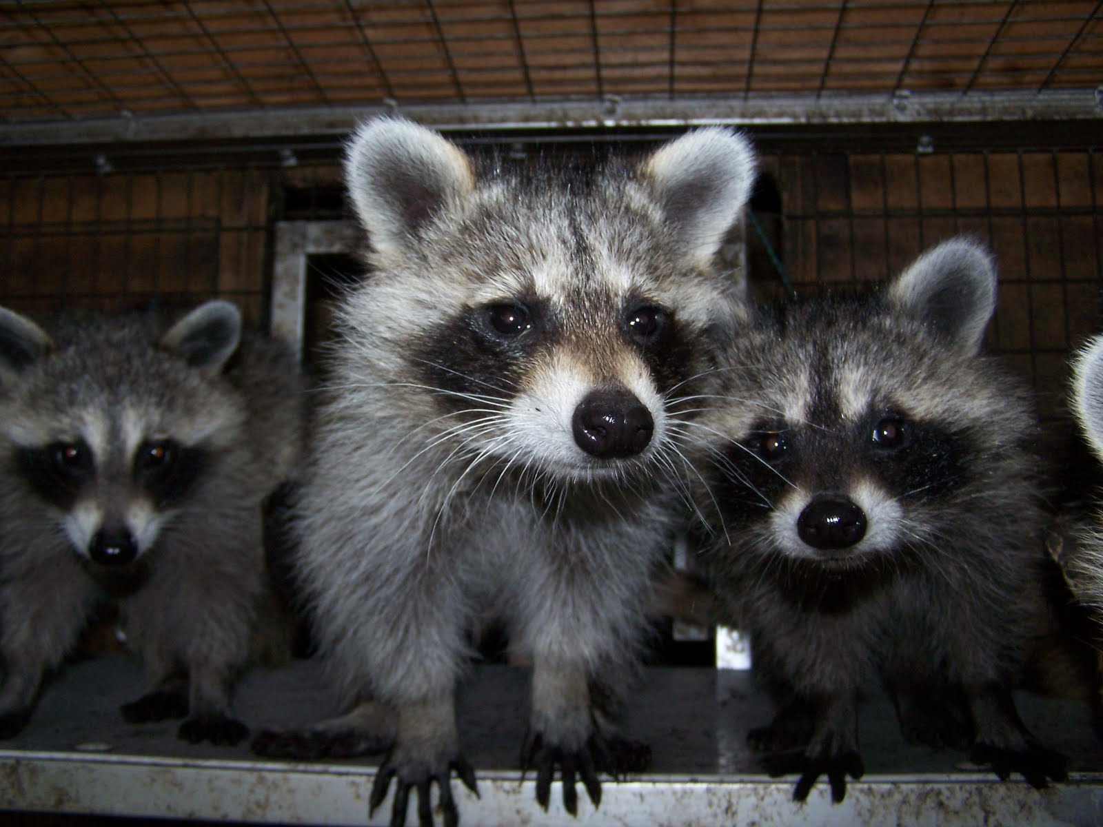 The Laughing Raccoon: July 2010