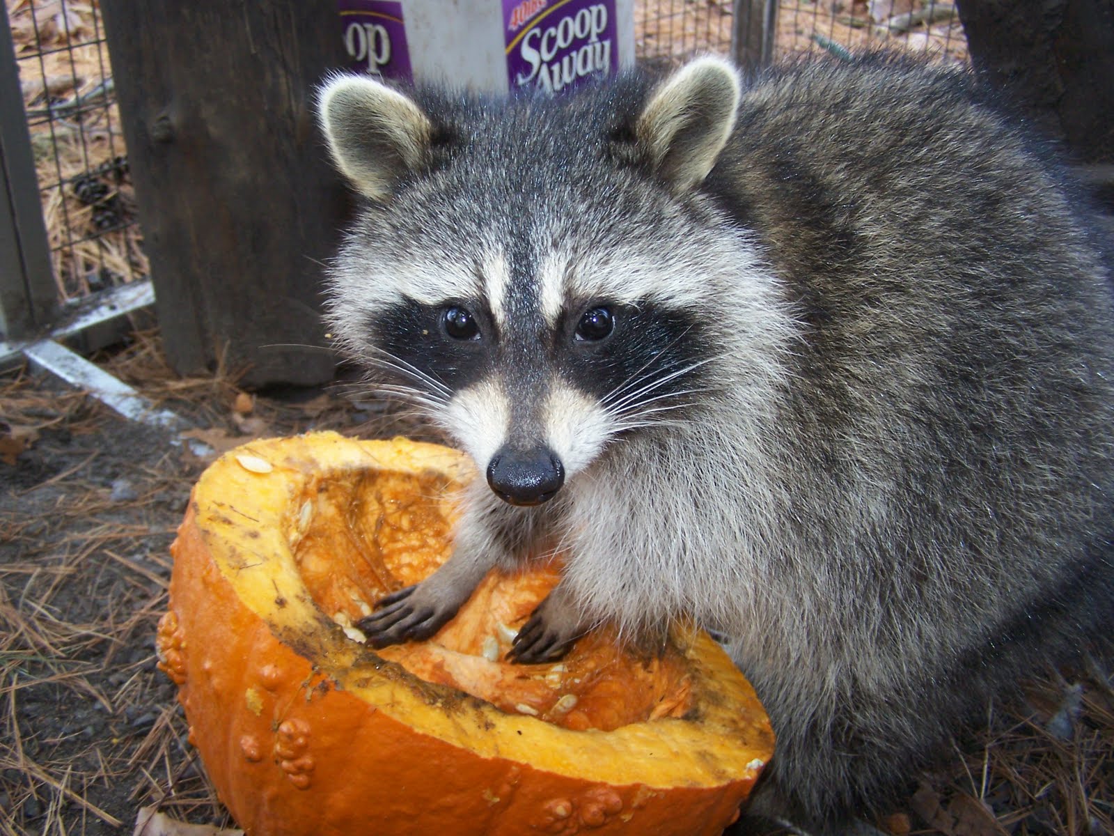 The Laughing Raccoon: Happy Thanksgiving!