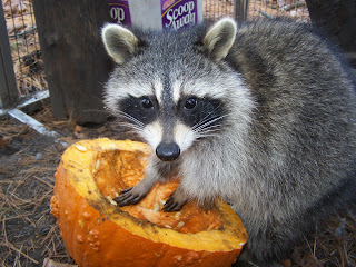 The Laughing Raccoon: Happy Thanksgiving!