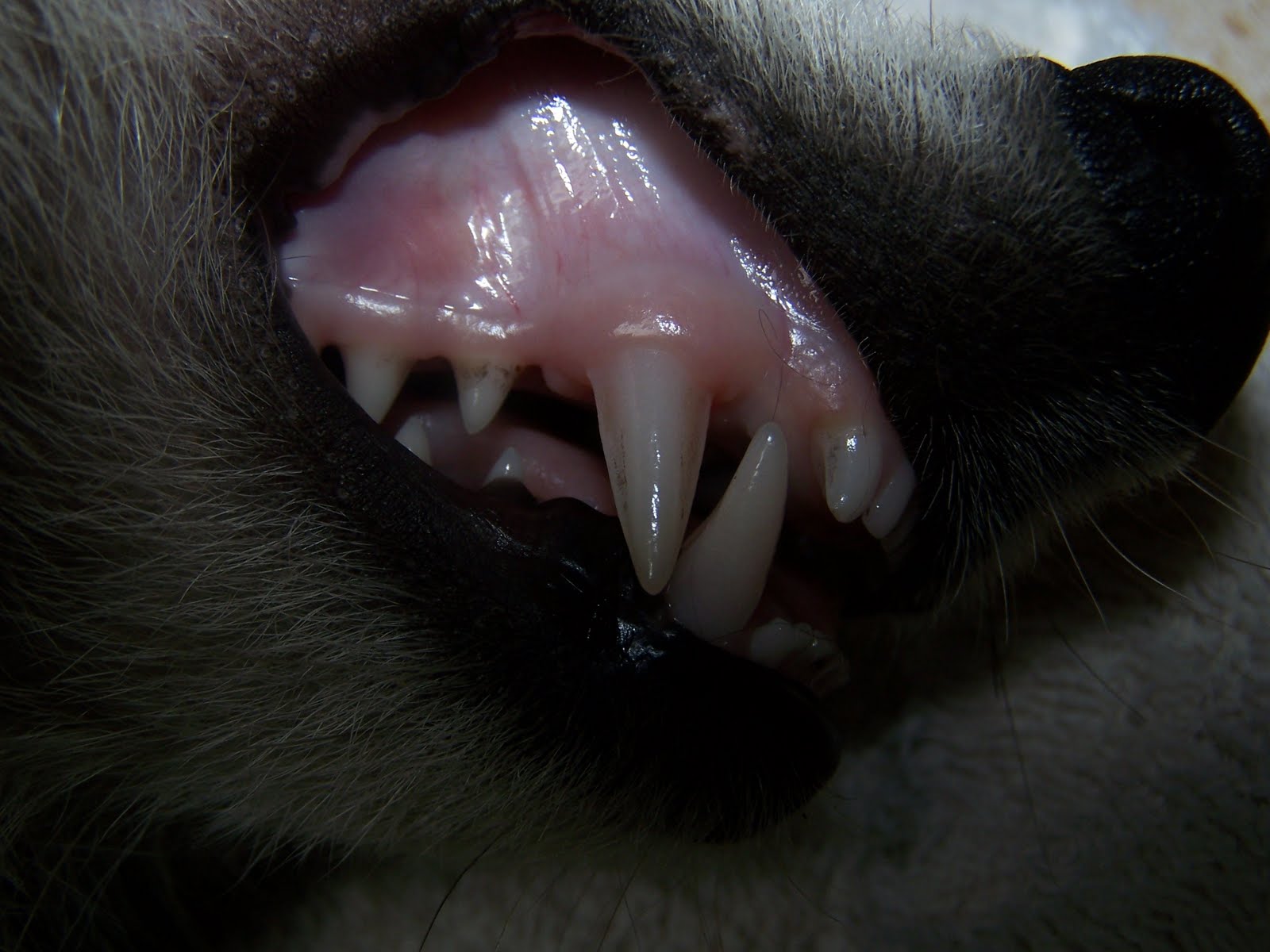 The Laughing Raccoon: A note on raccoon teeth & some quick updates.