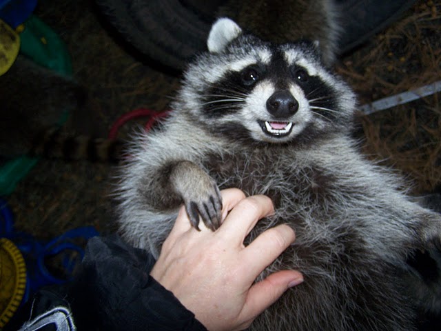 The Laughing Raccoon: Why The Laughing Raccoon??