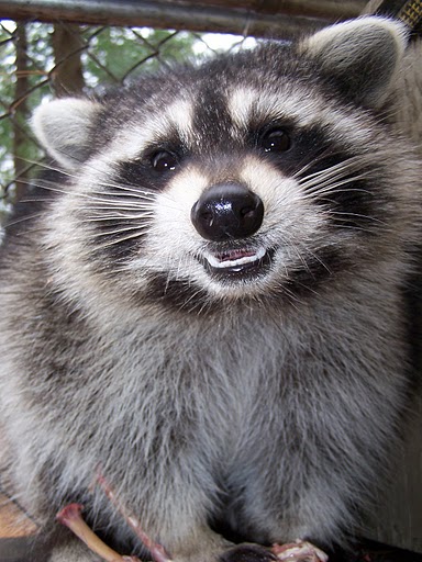 The Laughing Raccoon: Why The Laughing Raccoon??