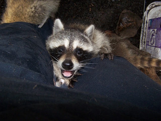 The Laughing Raccoon: Why The Laughing Raccoon??