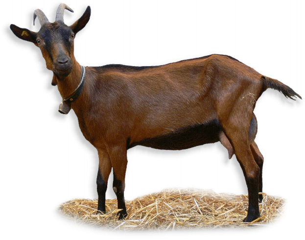 capre de lapte si de carne din import