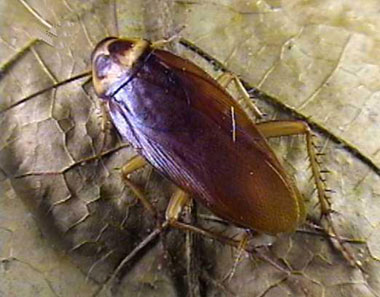 Planeta Animal: BaRaTaS