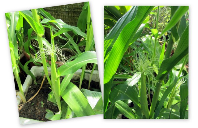 Growing vegetables with Ms Green Fingers: Female corn flower