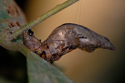 Beauty of Fauna and Flora in Nature: A Quiet Day in Central Catchment Area