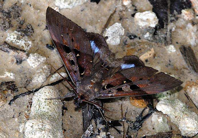 Beauty of Fauna and Flora in Nature: Moths From Kinabalu National Park
