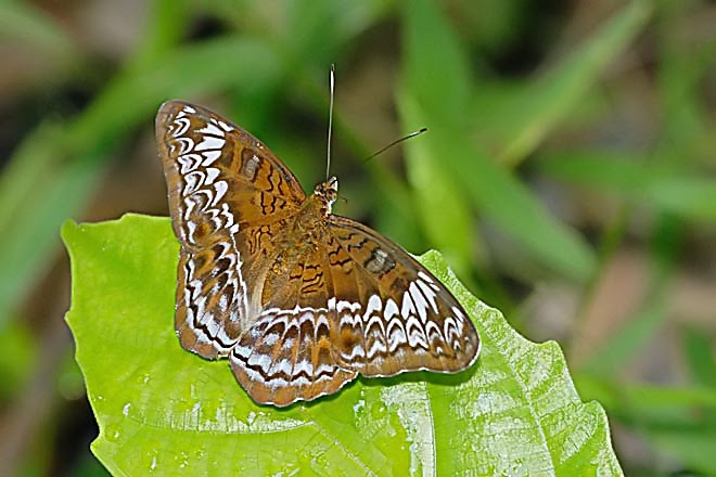 Beauty of Fauna and Flora in Nature: A Long Hike To Chek Jawa @ Pulau Ubin
