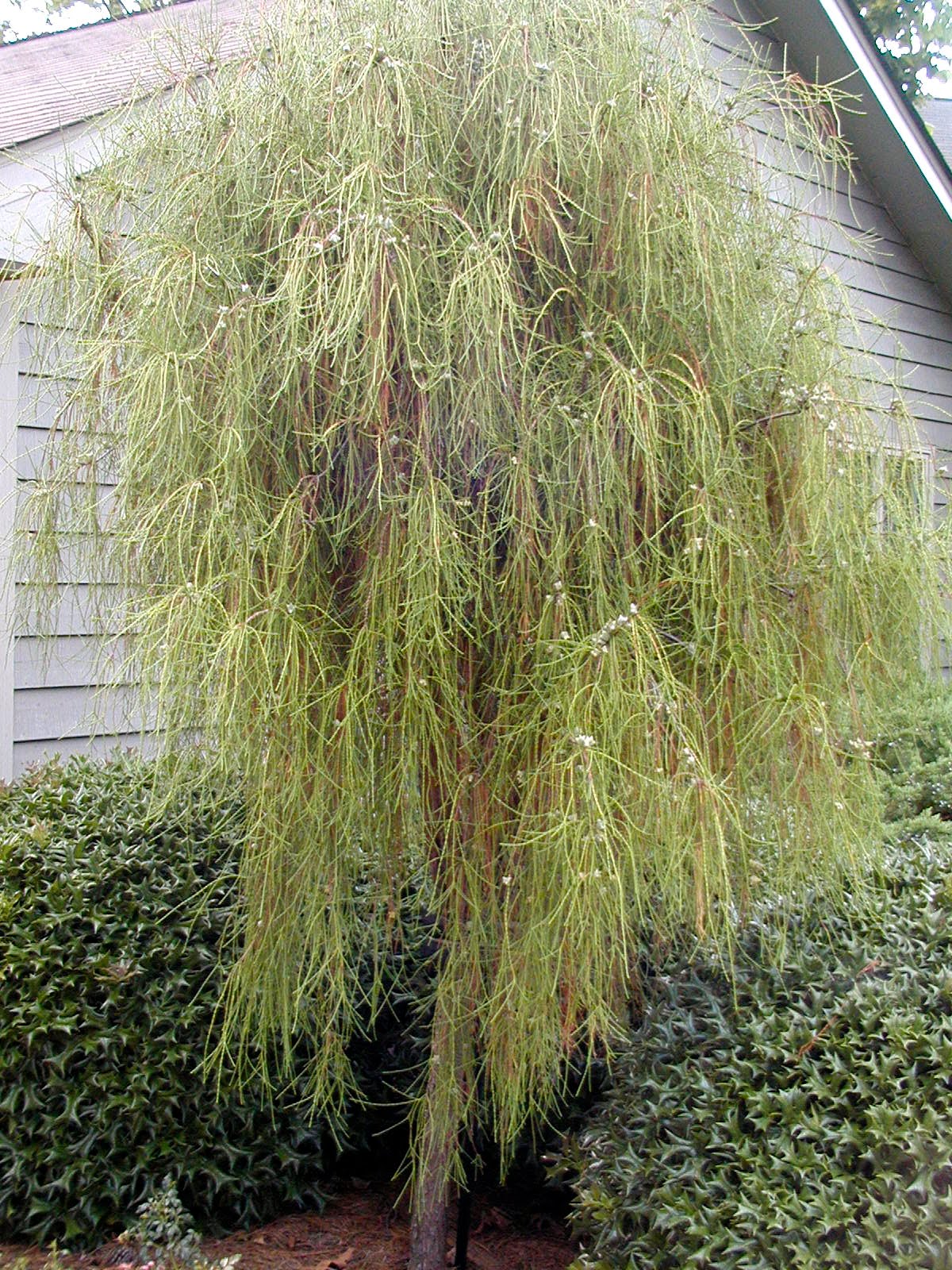 Gene's Garden: Hurricane Earl Preps