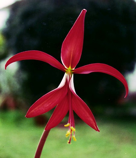 Fateh Terapias: Flor de Lys - Esencias del Mediterráneo