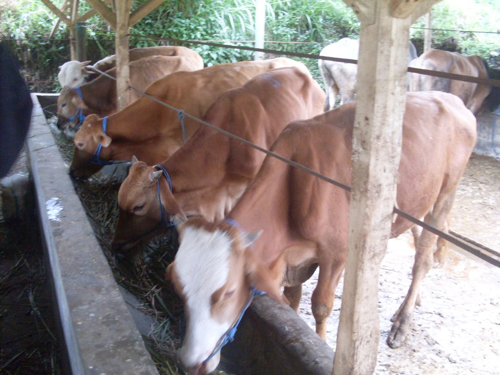 Kambing Sapi Domba: Sapi Bakalan Siap Jual