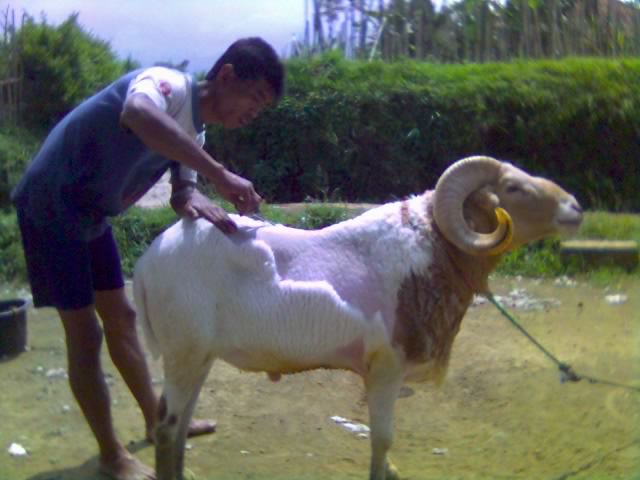 Kambing Sapi Domba: Mencukur Bulu Domba
