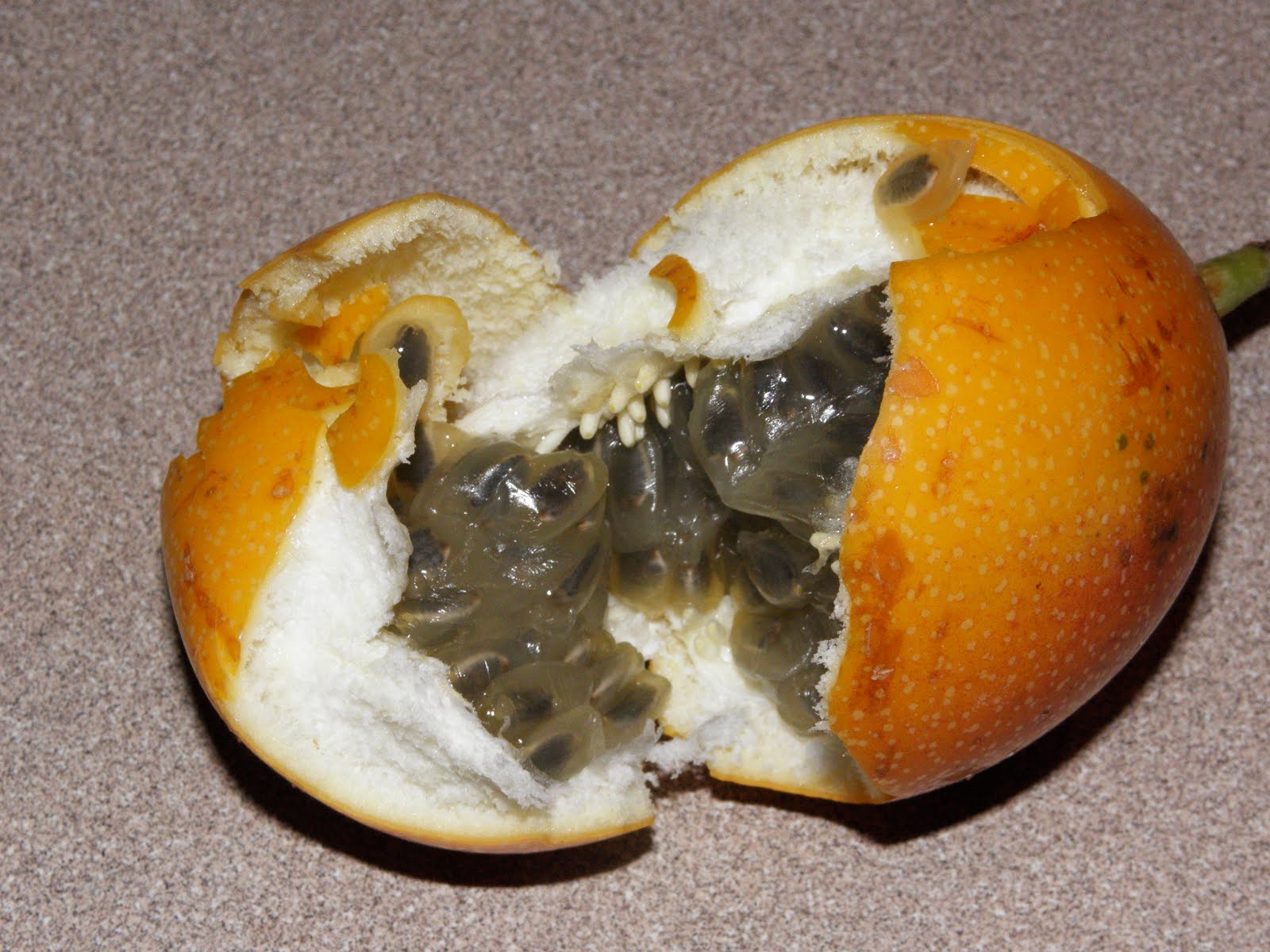 Seoul Mates: TidBit of the Day-Granadilla