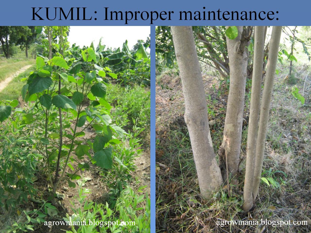 Agroforestry - A blog on Agrihortisilviculture: Some more pictures and ...