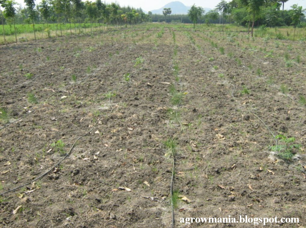 Agroforestry - A blog on Agrihortisilviculture: Melia dubia (Tamil ...