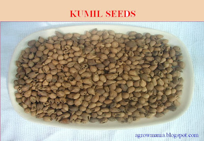 Agroforestry - A blog on Agrihortisilviculture: 2009