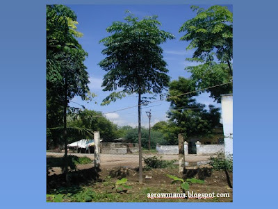 Agroforestry - A blog on Agrihortisilviculture: 2009