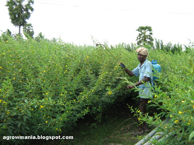 Agroforestry - A blog on Agrihortisilviculture: Pigeon pea (Red gram ...