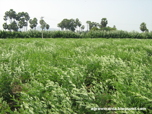 Agroforestry - A blog on Agrihortisilviculture: Pigeon pea (Red gram ...