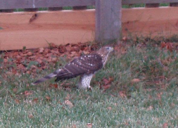 The Days of Johann, an agility dog!: The hawk is back and he's feeding ...