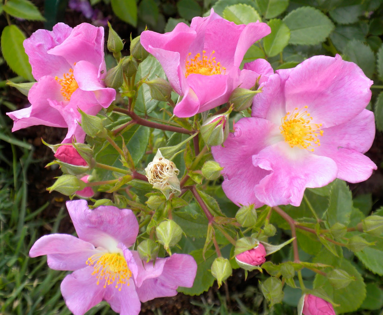 AMOROMA: ROSETO - Rome Rose Garden