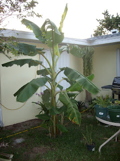 Another Yard in Fort Pierce: Misi Luki Banana Pup Removal Project