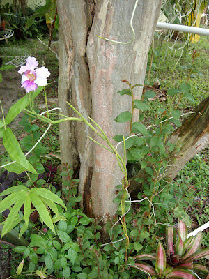 Another Yard in Fort Pierce: Vanda terete , Papilionanthe Miss Joaquim