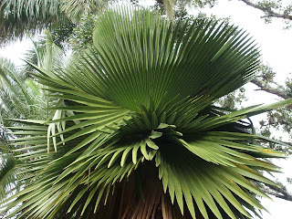 Another Yard in Fort Pierce: The Secret Palm Tree Garden! Part 1 ...