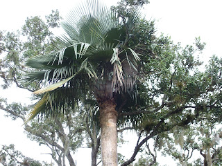 Another Yard in Fort Pierce: The Secret Palm Tree Garden! Part 1 ...