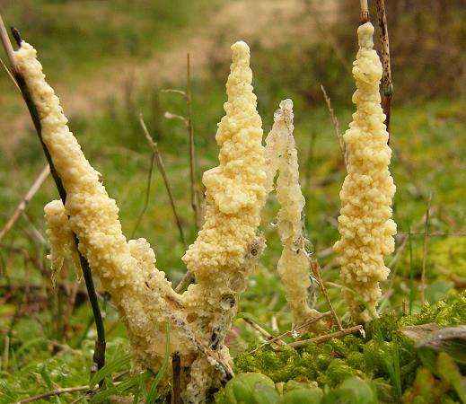 Ao noroeste do Noroeste...: Dos fungos, do fungar.