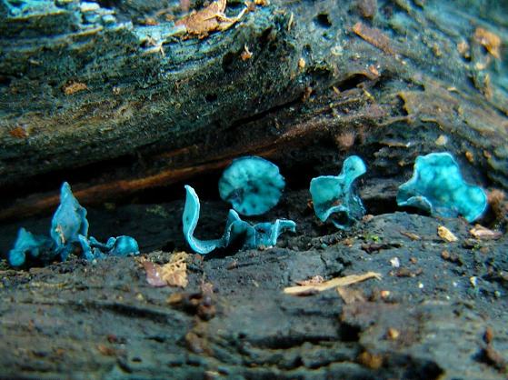 Ao noroeste do Noroeste...: Dos fungos, do fungar.