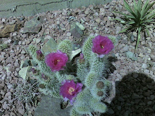 Cactus and Yucca Rebel: Cold Hardy Cacti