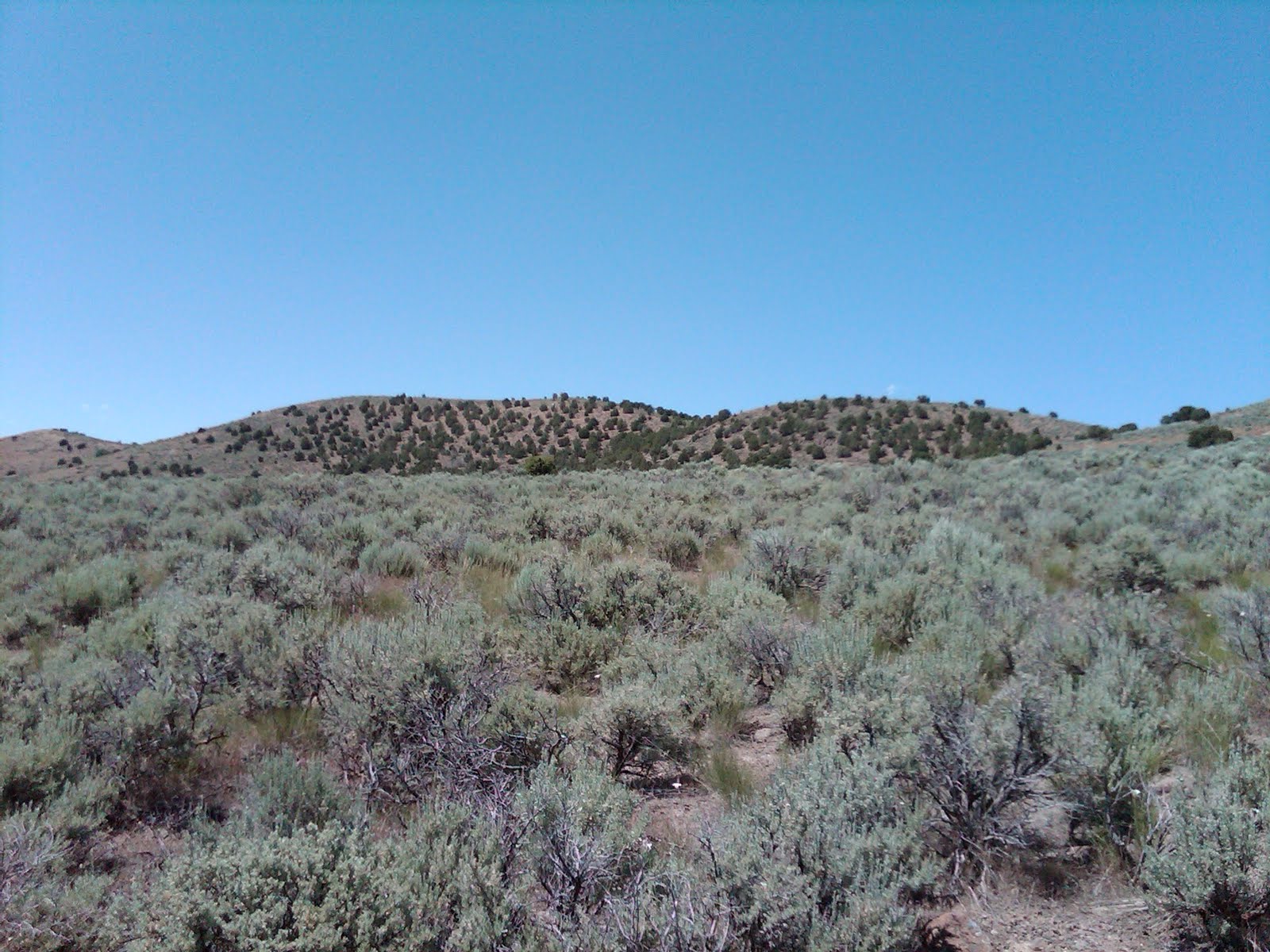 Cactus and Yucca Rebel: Great Basin Summer