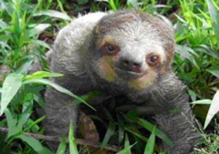 MáS CuRioSiDaDeS: Curiosidades sobre los perezosos