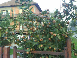 My Mobile Blog: Musmule
