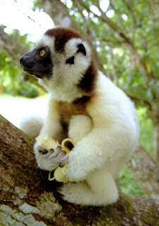 Avahi Woolly Lemurs - WEBlogs21 Education: One New Idea Every Day
