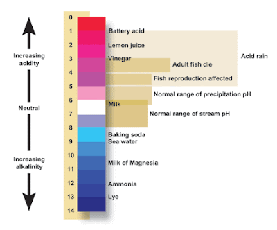 Acidemia & Acidosis - WEBlogs21 Education: One New Idea Every Day ...