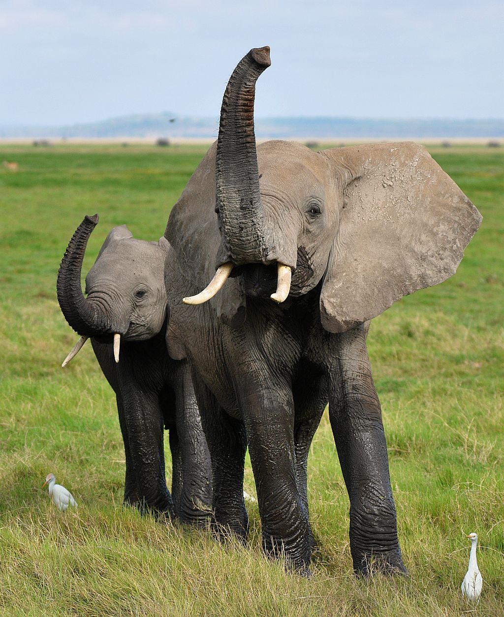 Elsen Karstad's 'Pic-A-Day Kenya': Testing the Wind- Elephant in ...