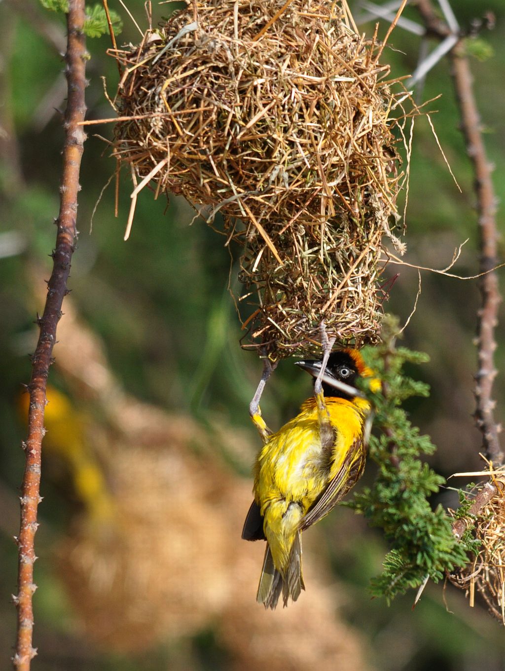 Elsen Karstad's 'Pic-A-Day Kenya': Weaver bird & nest- Lake Baringo