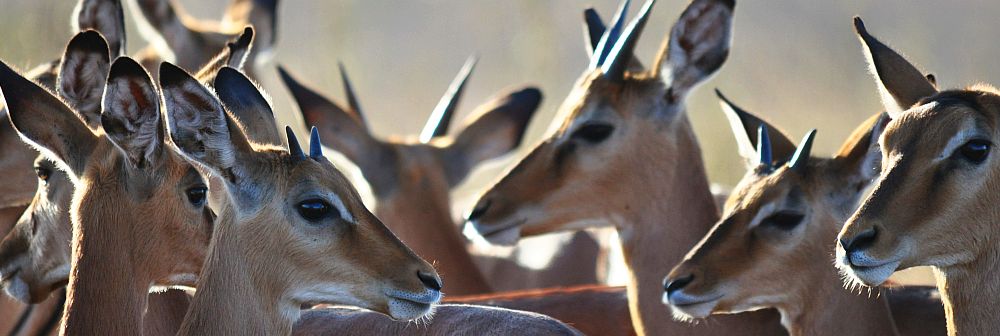 Elsen Karstad's 'Pic-A-Day Kenya': 9 Impala- Nairobi Park, Kenya