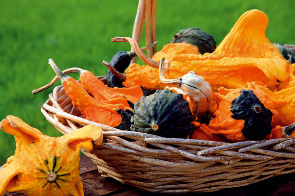 Pokusy z lipnickej kuchyne: Tekvica - čo o nej vieme