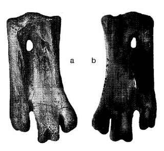 Palaeo: Plotopteridos: Una convergencia sorprendente y muy especial