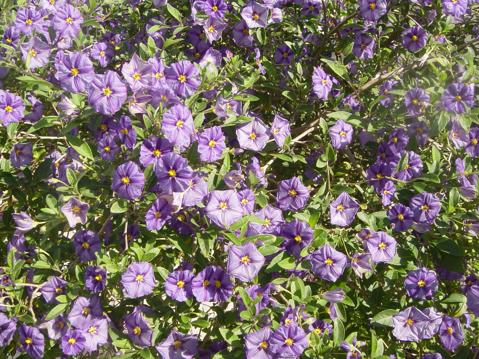 The seaside Garden at Villa Chante-la-Mer: Potato Flower Shrub [Solanum]